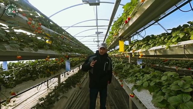 Вся правда о зимнем выращивании клубники.