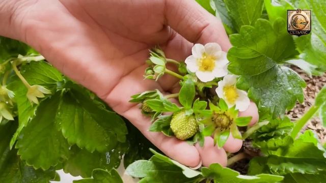 Выращиваем клубнику дома.