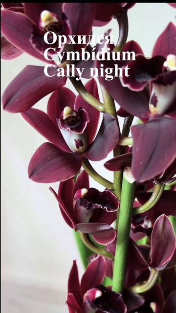 ОРХИДЕЯ Cymbí́dium Cally night, цветение