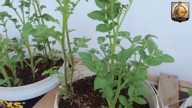 Используя этот метод, вы можете выращивать картофель круглый год.