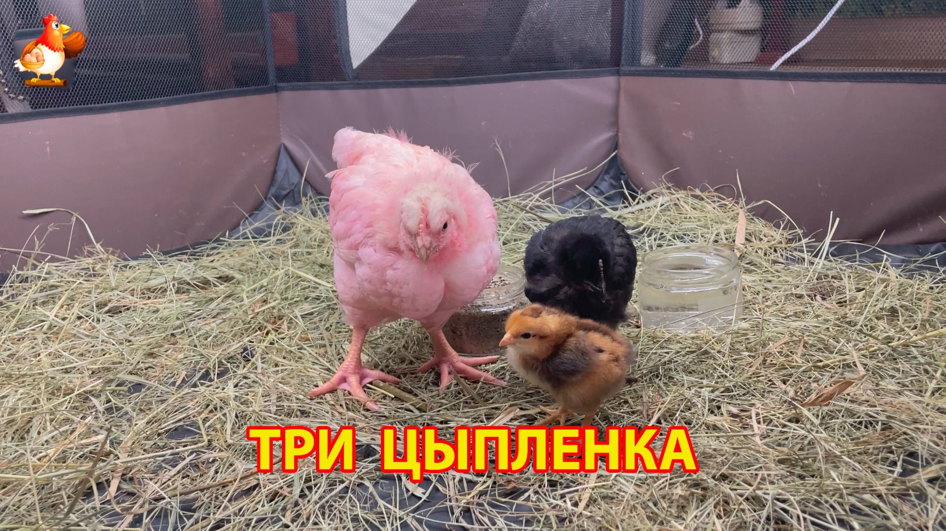 Три цыплёнка разных пород устроили пир на соломе 🐥 (3)
