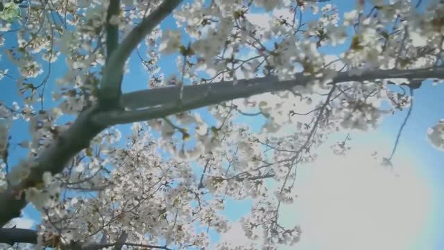 Лечит душу красивое чтение Корана