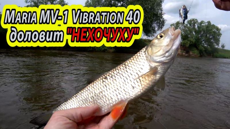Самый убойный раттлин на ГОЛАВЛЯ. Maria MV-1 Vibration 40 доловит самого капризного голавля.