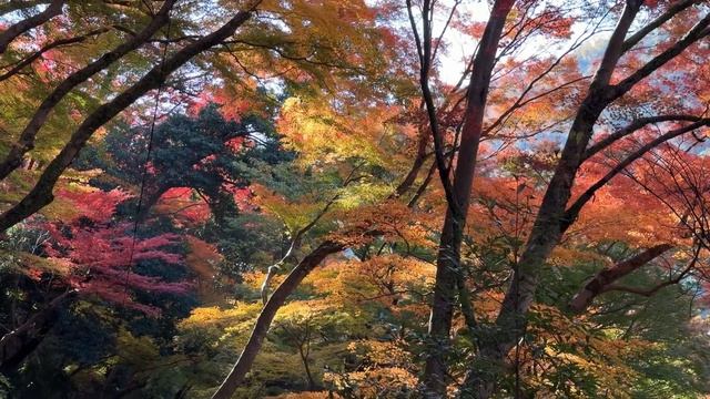 Япония. Осенняя Осака 🍂 водопад Минох, храм Кацуодзи, красные кленовые листья