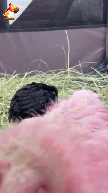 3 цыплёнка, 3 возраста, один бешеный аппетит 🐥 (6)