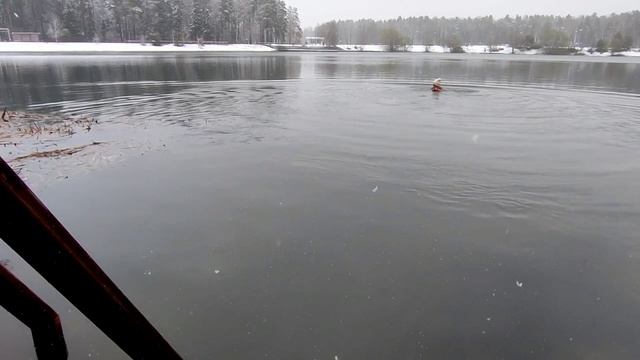 Зима вернулась! Радость для моржей