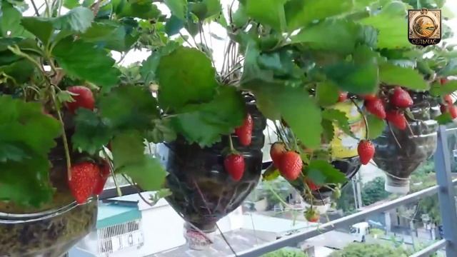 Клубника на балконе.