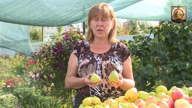 Сорта Груши, которые отлично растут на Урале и не только.