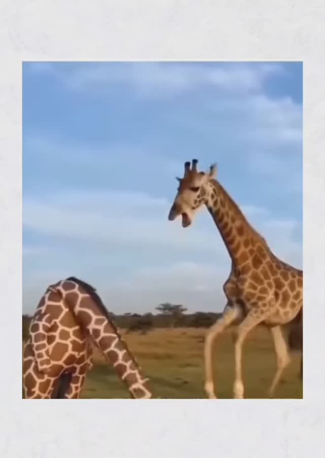 напугать жирафа