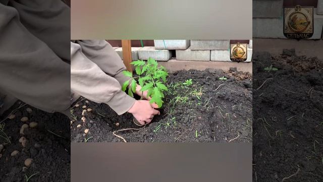 Как правильно высаживать томаты в открытый грунт. Пошаговая инструкция.