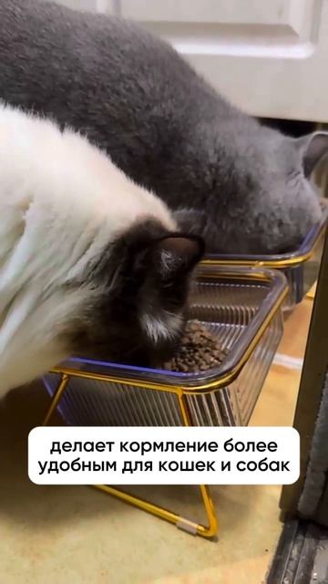 Двойная миска на подставке — удобное кормление питомца без лишнего беспорядка.
