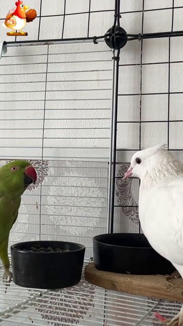 Жадность! Попугай не дает семечки Голубю (3)