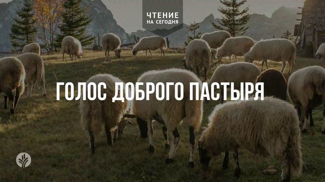ГОЛОС ДОБРОГО ПАСТЫРЯ  | АУДИО |	16	  мая 2026