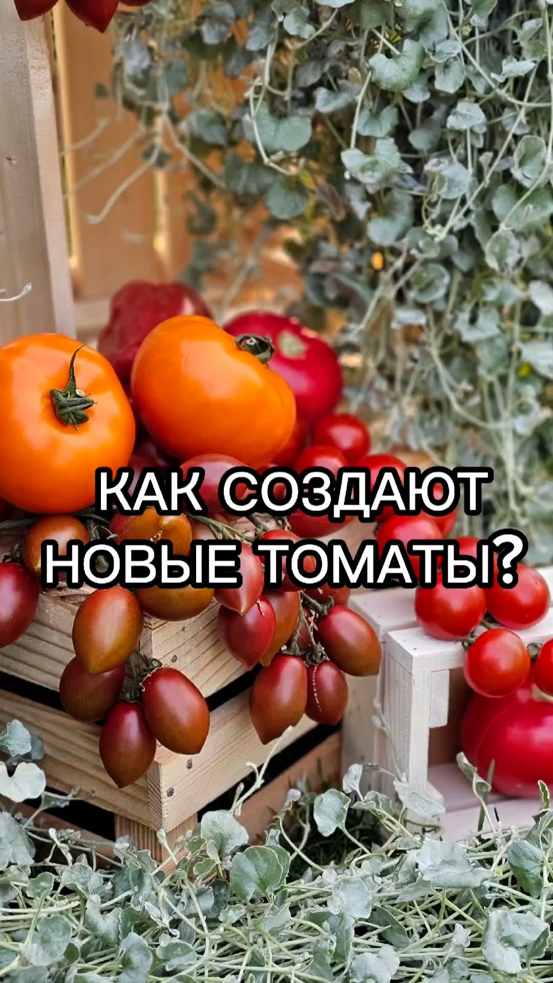 Как создают новые томаты?