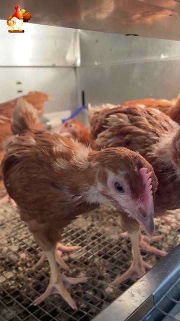 Цыплята Ломан Браун 7 недель