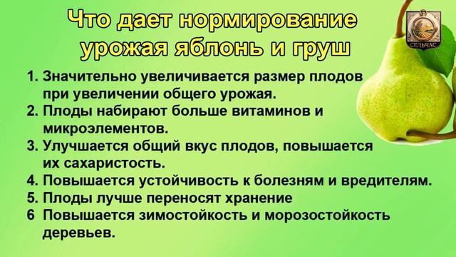 Как вырастить крупные яблоки и груши.