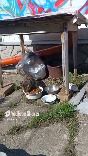 Почему животные чувствуют сильнее, чем люди_ Подмосковная природа просыпается