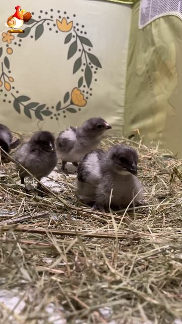 5 серых цыплят на соломке в детской кроватке 🐣 (5)