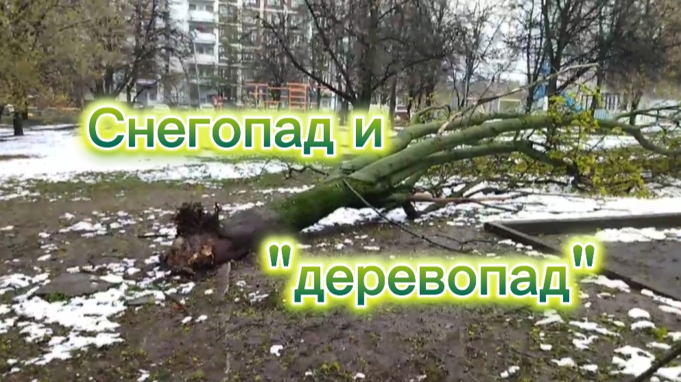 Апрельский снегопад повалил деревья