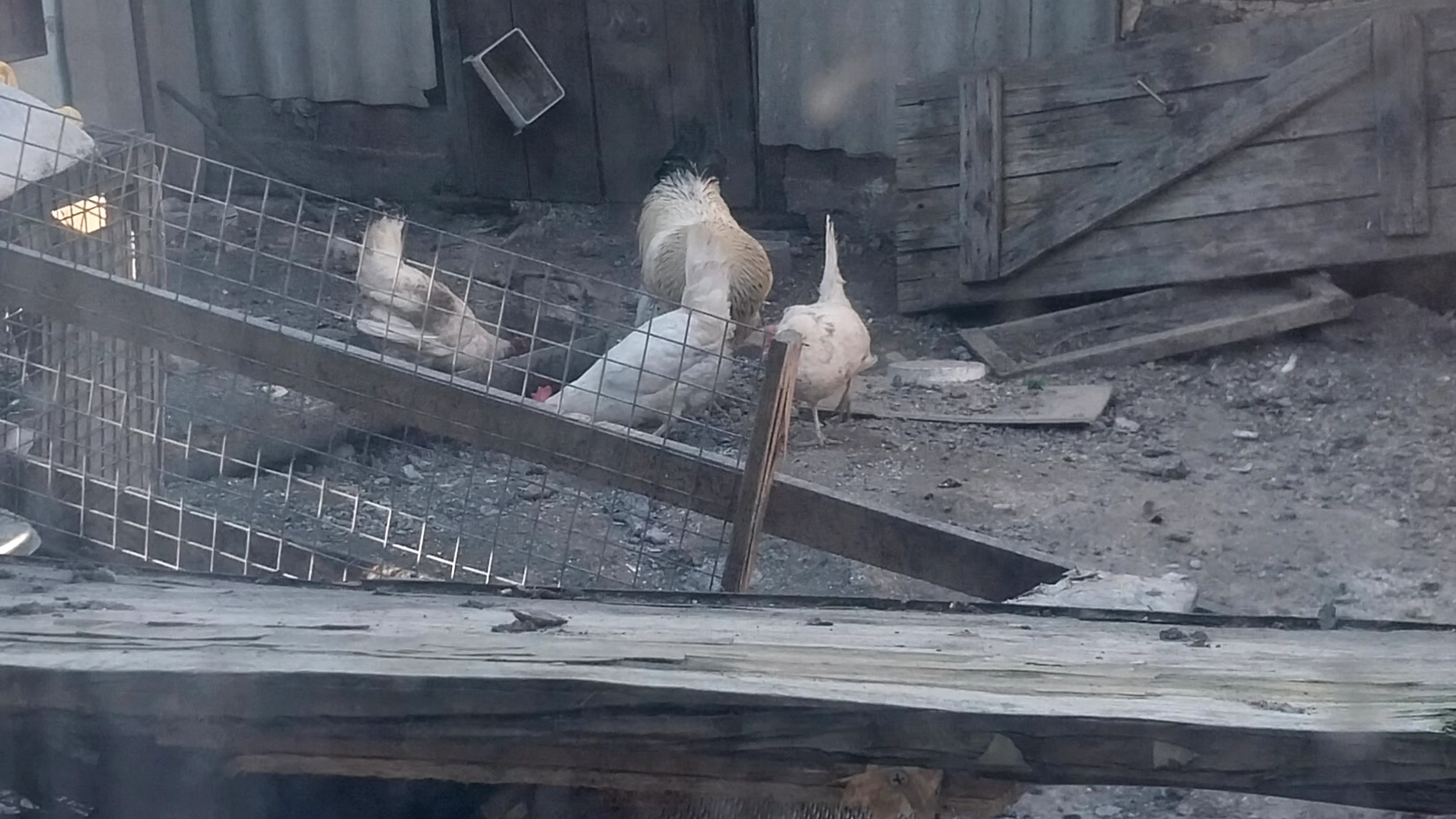 Как живут куры с петухом!?