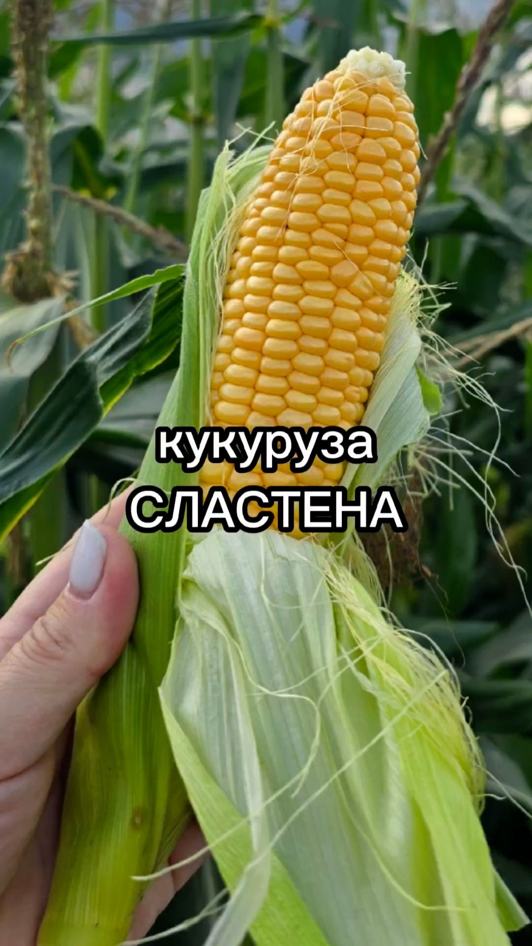 Выращивание сахарной кукурузы через рассаду!