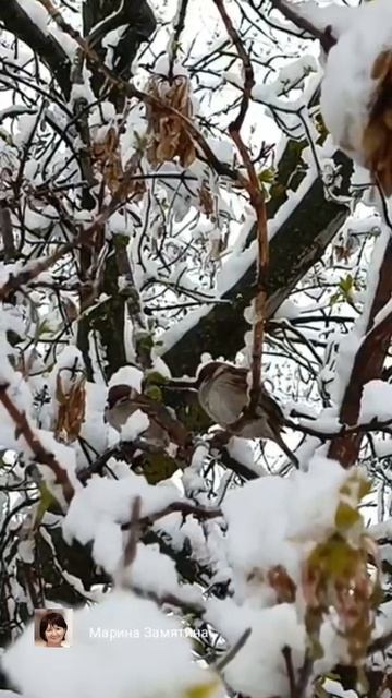 Выпал снежок.