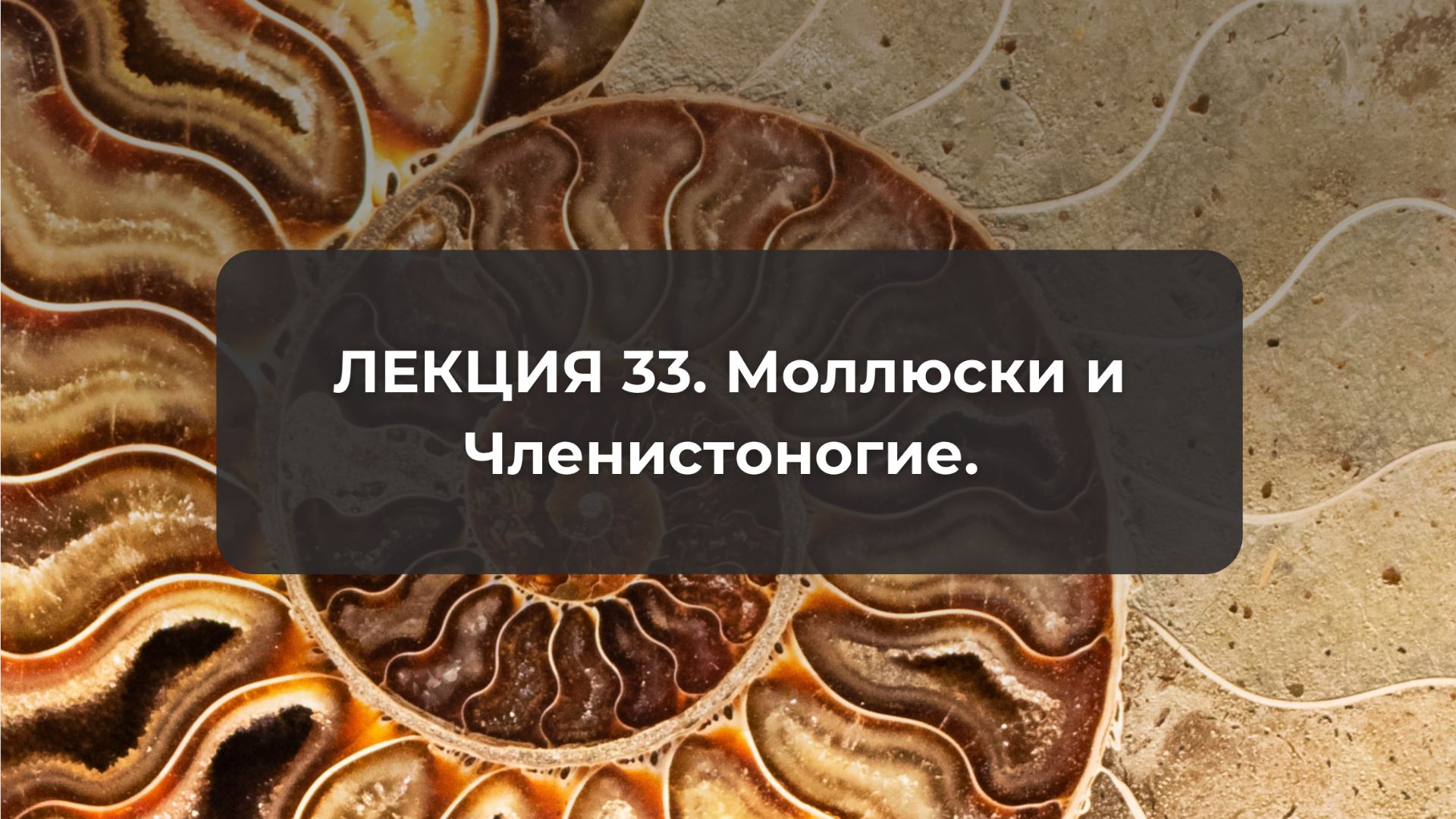 Лекция 33. Членистоногие и моллюски.