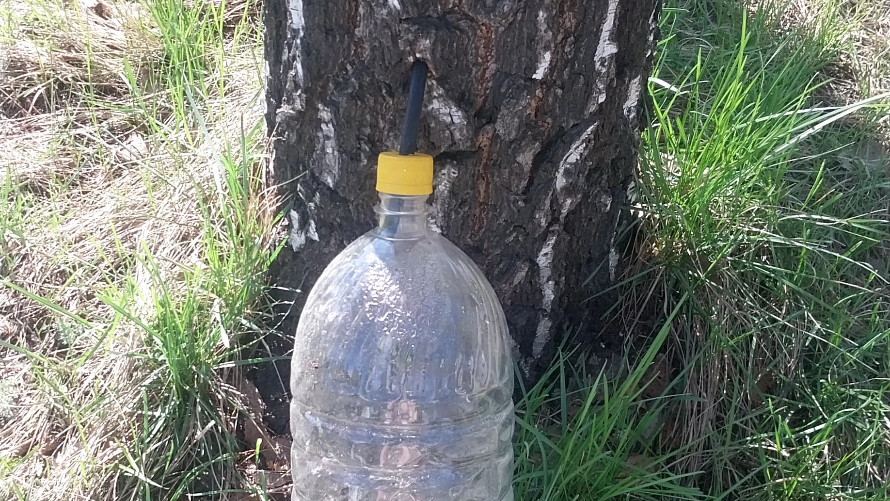 Берёзовый сок