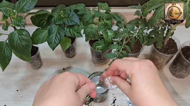 2 таблетки и рассада толстеет на глазах, из слабой в мощную за пару дней.