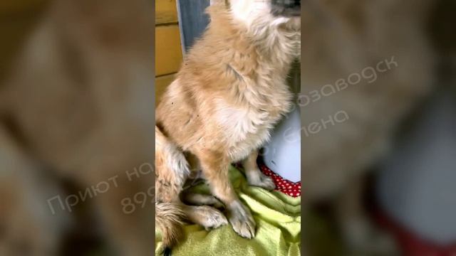 БОЛЬШЕ НЕЛЬЗЯ ЖДАТЬ, ЛЁВКЕ ПЛОХО 🚨