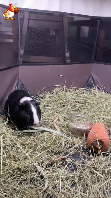 Морская свинка в гостях у трех цыплят (6)