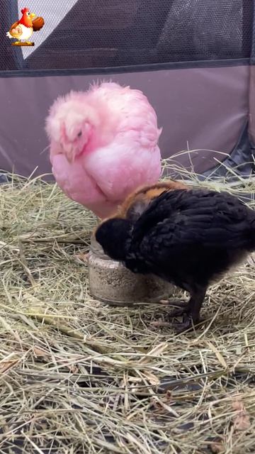 3 цыплёнка, 3 возраста, один бешеный аппетит 🐥 (5)