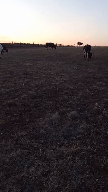 Вечерний выпас, 26.04.26