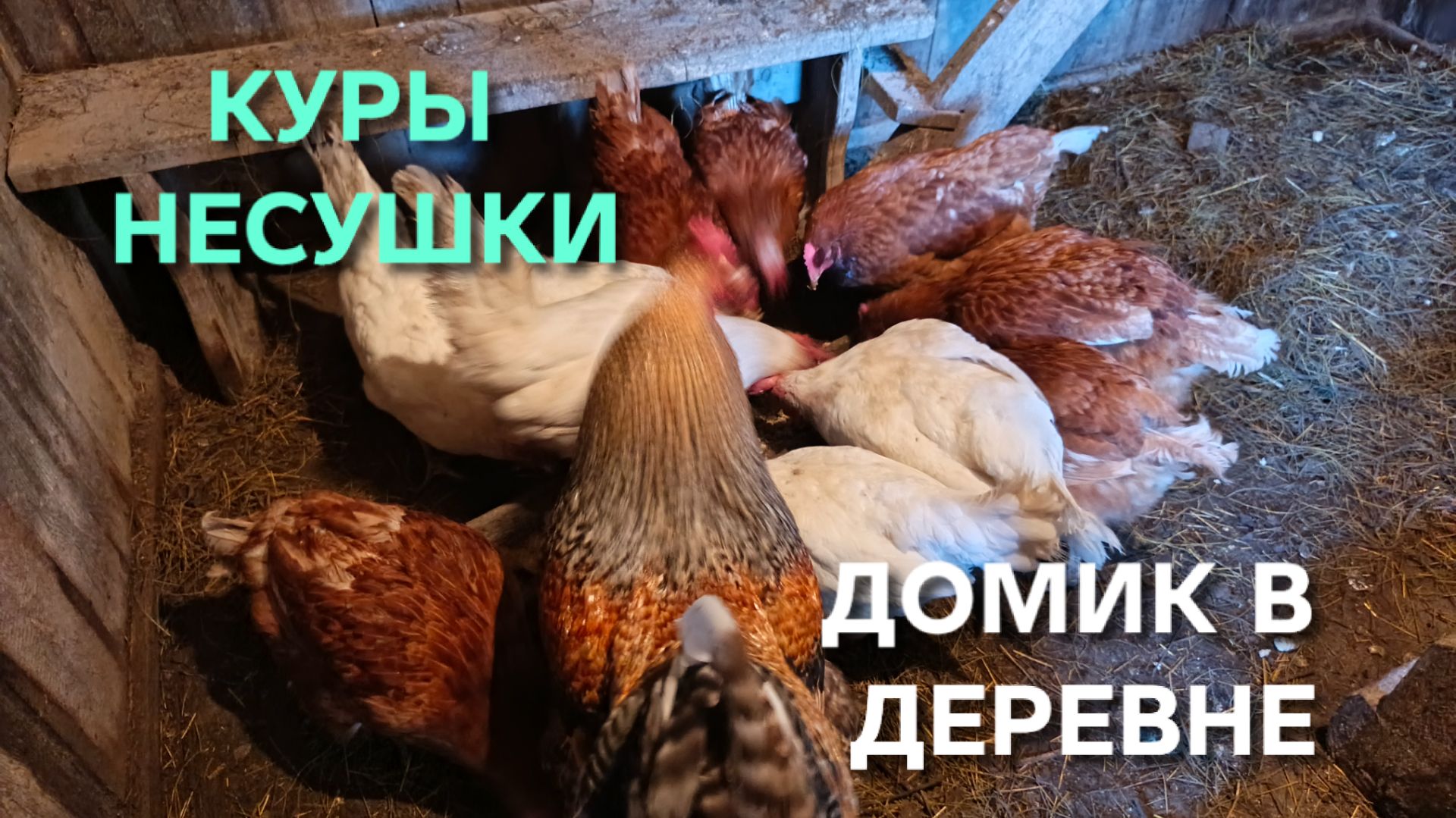 Жизнь в деревне Проверяем результат у кур-несушек после витамин