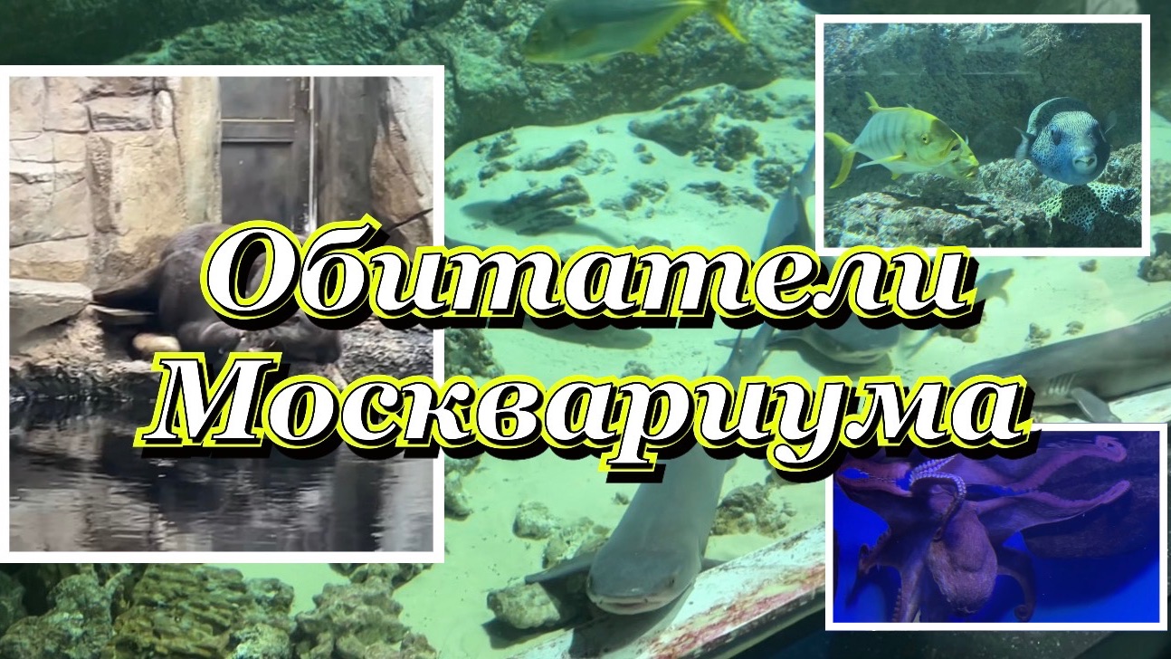 Обитатели Москвариума