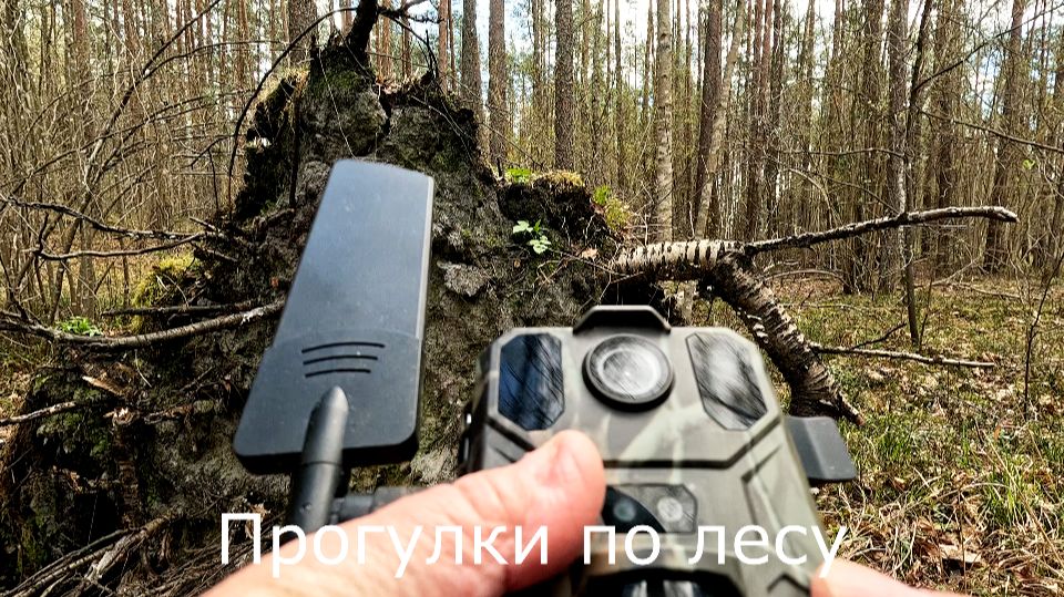 Тест фотоловушки MiNi900Pro Solar Panel с 4G в лесу.