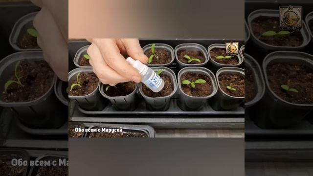 Чем подкормить рассаду, чтобы она была коренастой.