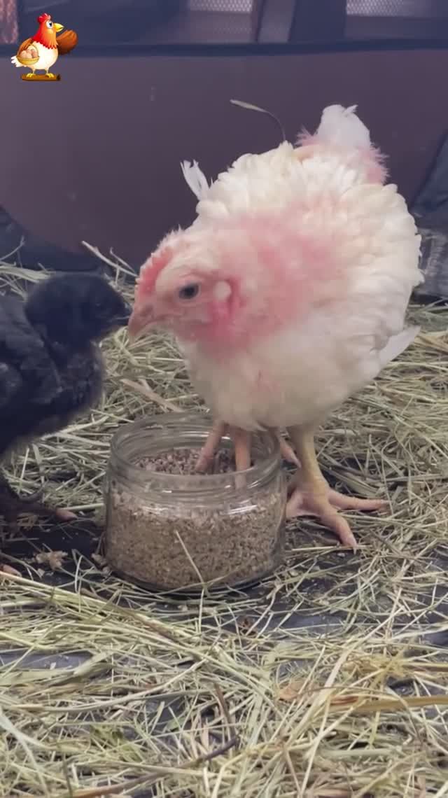 3 цыплёнка, 3 возраста, один бешеный аппетит 🐥 (7)