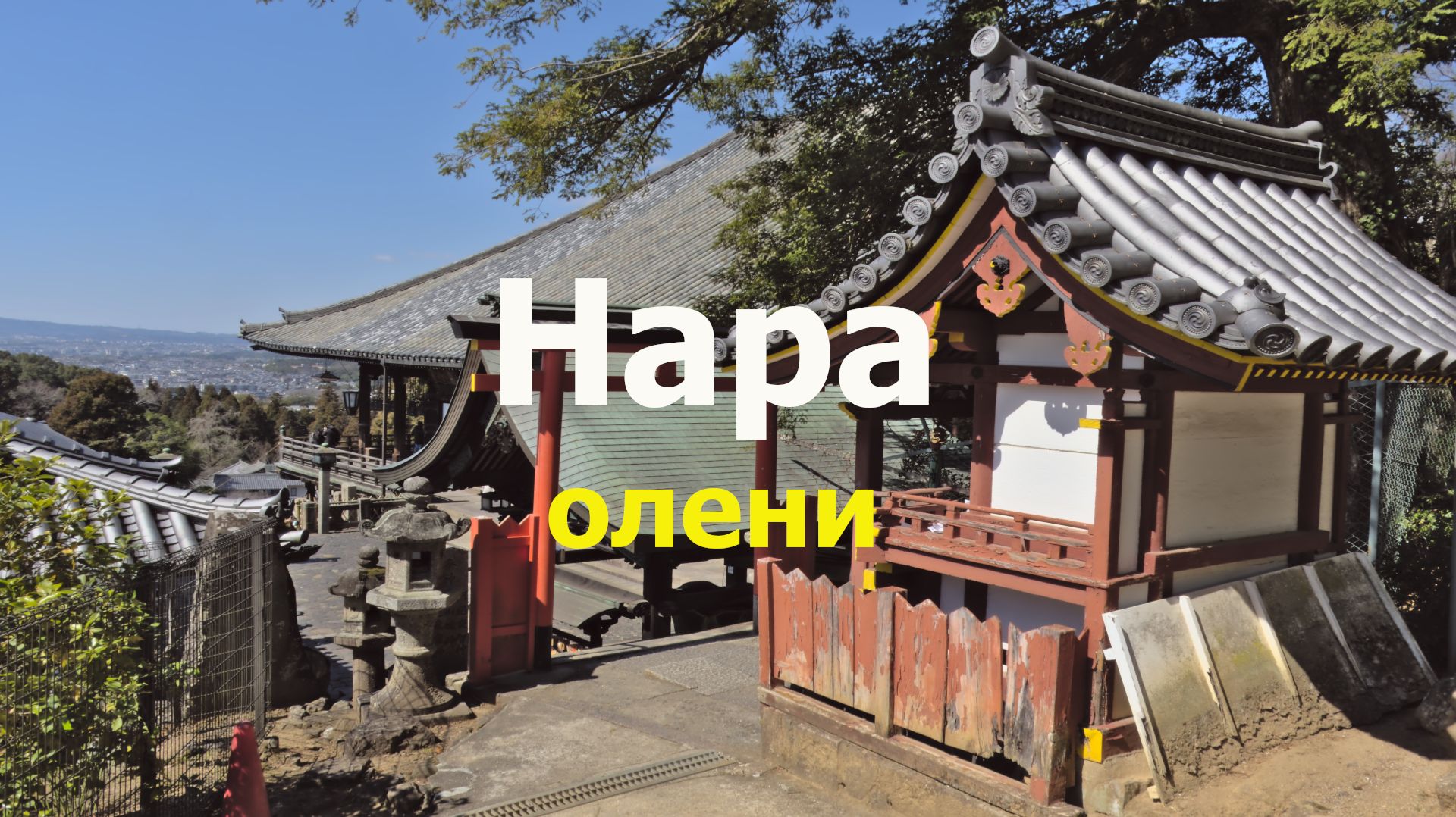 Кормление оленей печеньем в парке города Нара