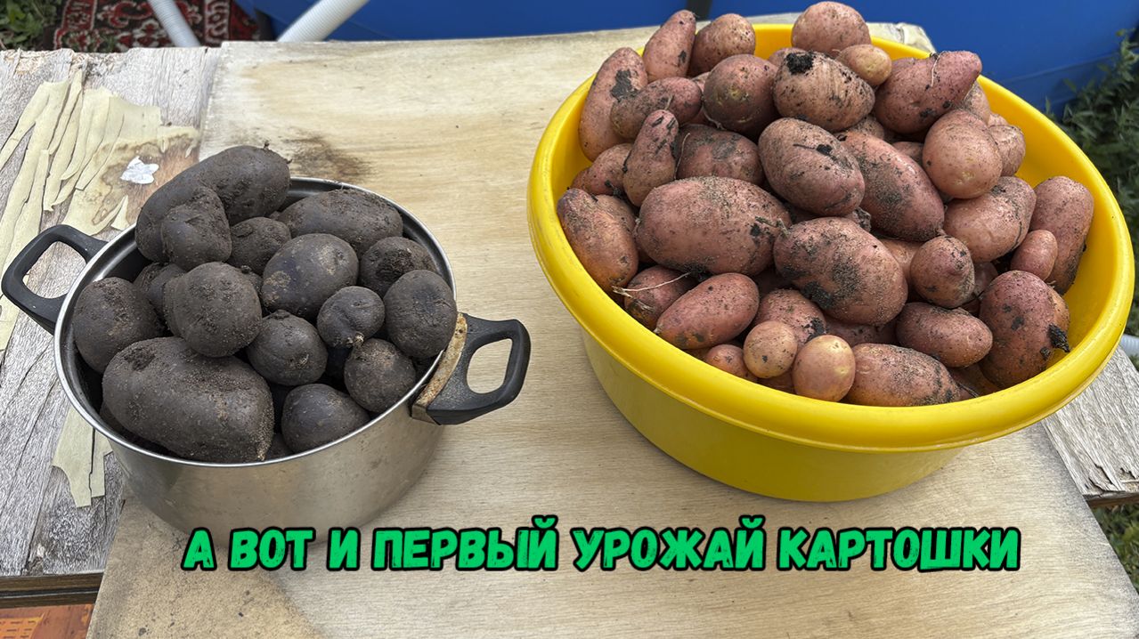 А вто и первый урожай картошки