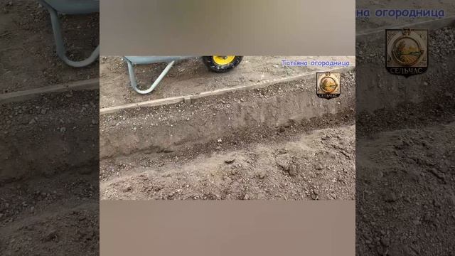 Секрет посадки перца.