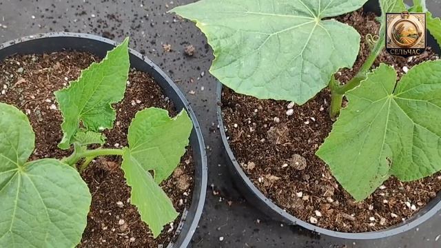 Интересный способ выращивания огурцов в горшках. Пошаговое руководство.