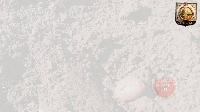Рассказываю, что я сплю в лунку перед посадкой картофеля. Клубни огромные, без болезней и вредителей