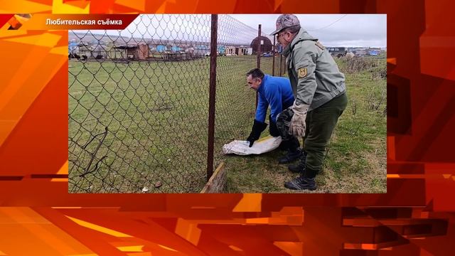 Необычный гость