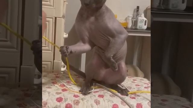 котик держись