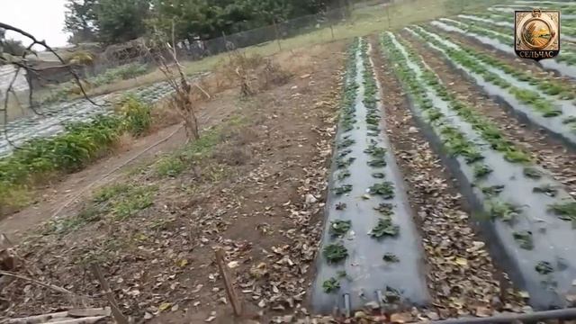 Выращиваем клубнику.