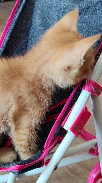 Котенок забрался в детскую коляску. #котята