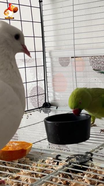 Зеленый попугай и белый голубь (30)