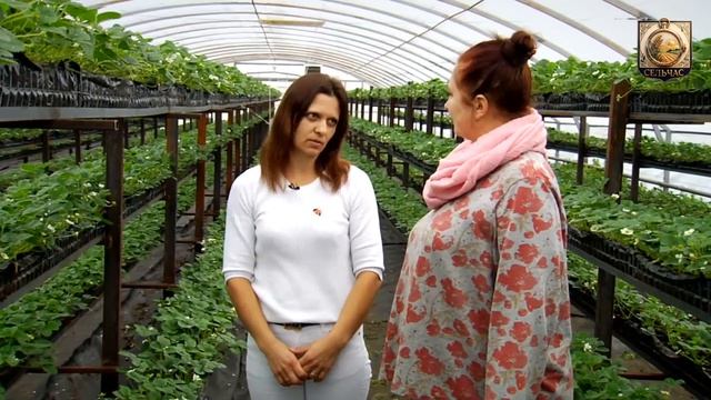 Выращиваем землянику в теплице.