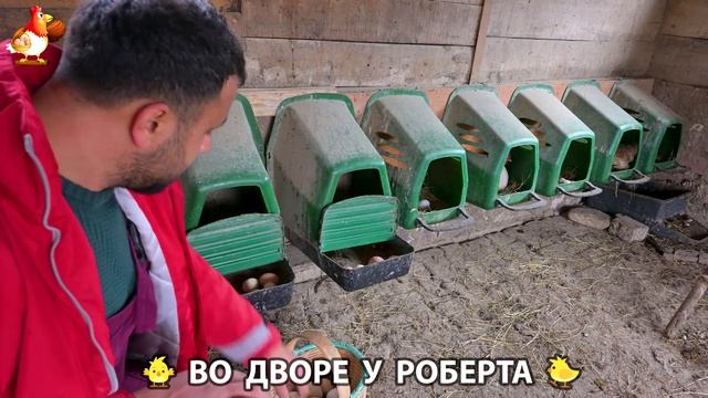 Содержание кур в домашних условиях и других птиц во дворе у Роберта 🐣🐤🦆🐔🪿🦃 (481)